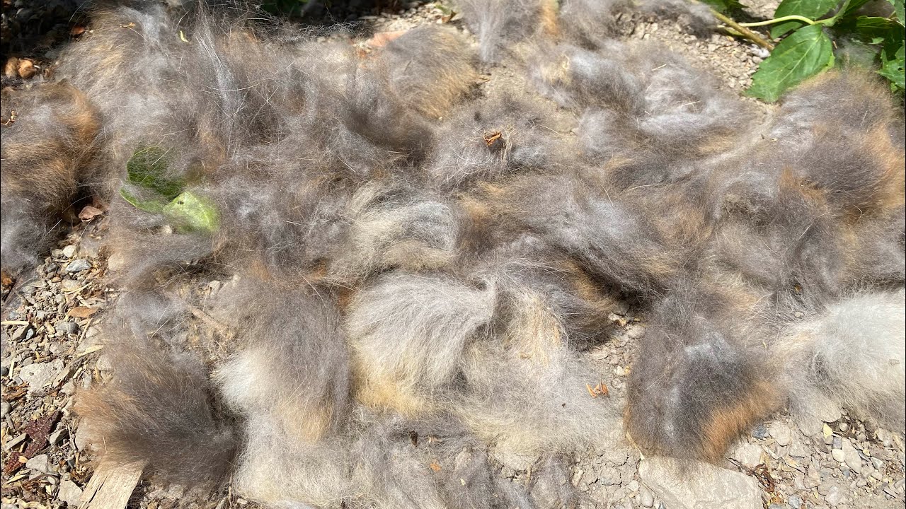 Molting Fox Fur - YouTube