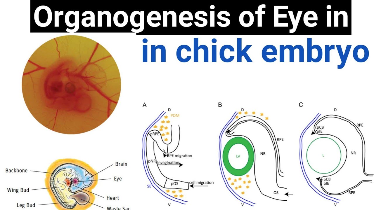 Organogenesis of Eye in chick embryo || development stage of eye in ...