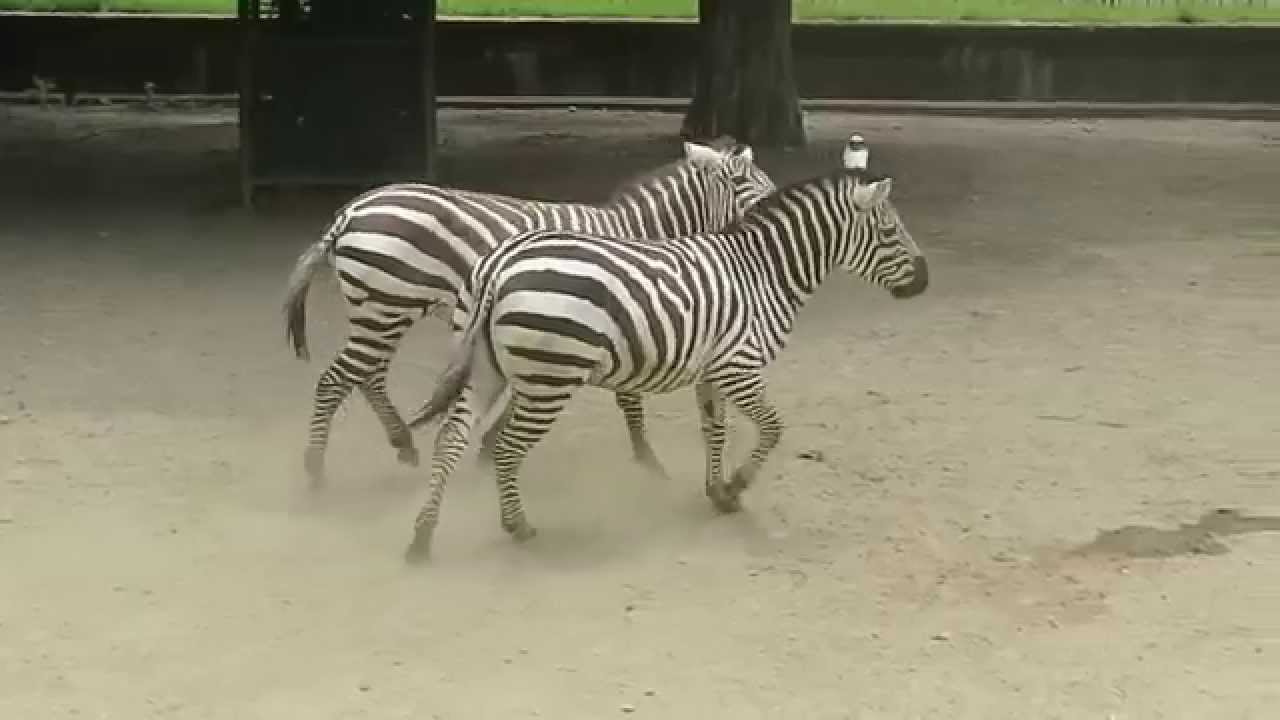 #9 June 2014 Zebra at Kumamoto Zoo, Kumamoto, Japan - YouTube