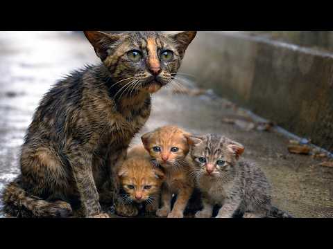 Мама-кошка молила глазами каждого прохожего о помощи. Но увидев её — люди отворачивались и уходили…