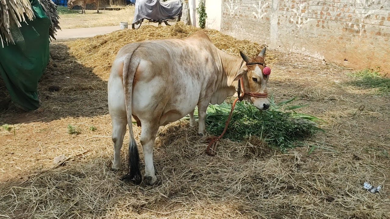 Punganur Cow - YouTube