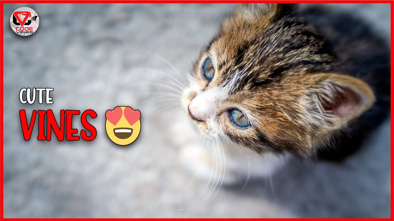 Cute Funny vines Try not to Laugh - YouTube