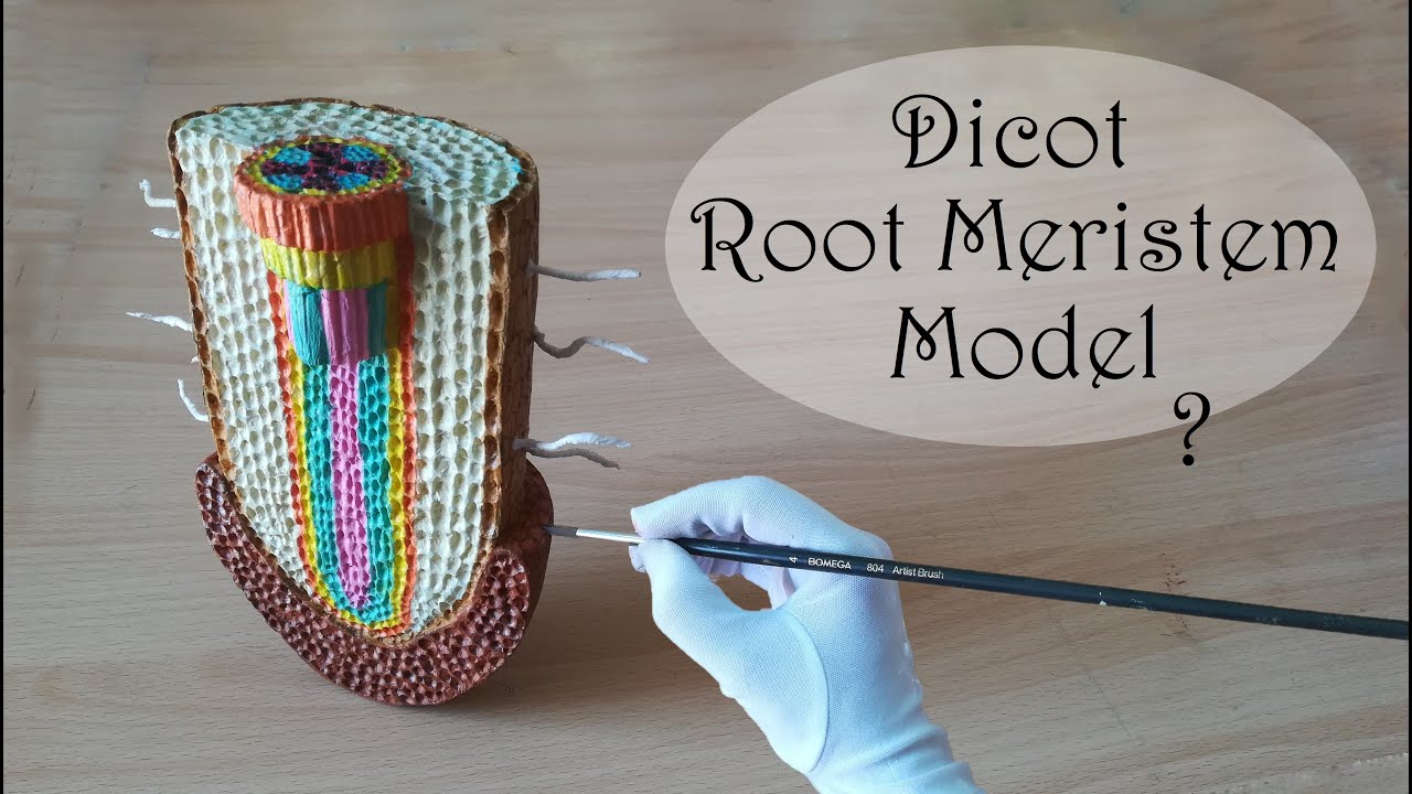 Dicot Root Model