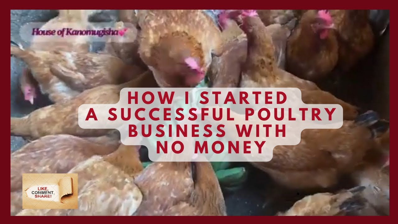 How to Start a Successful Poultry Business Without a Dime - YouTube