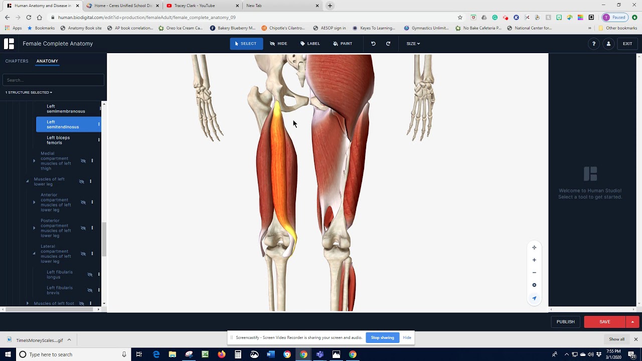 Hamstring group - YouTube