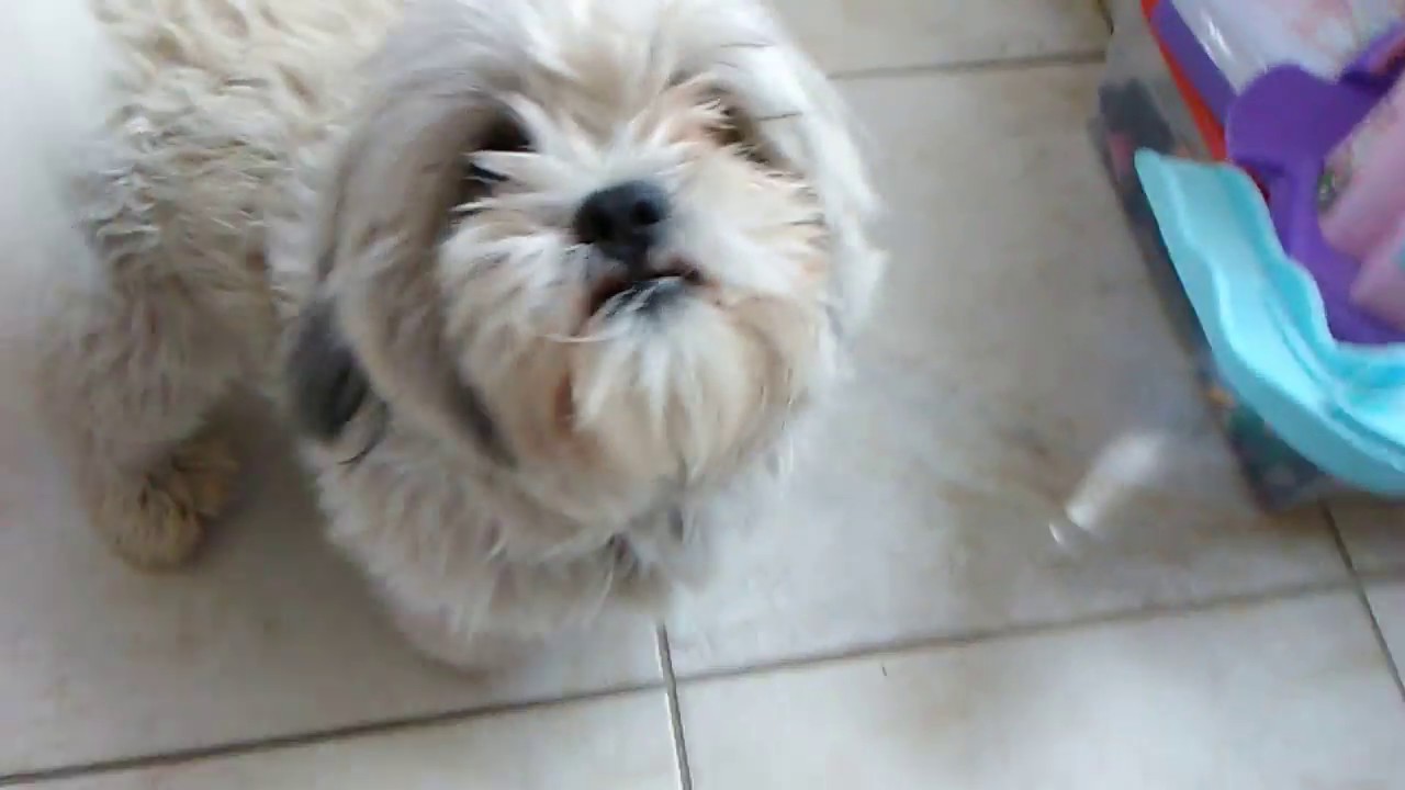 Chucho the dog - YouTube