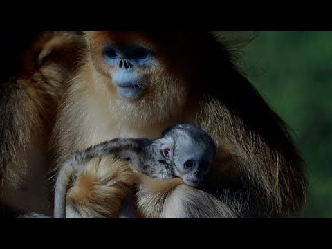 Asya dışında doğan ilk altın burunlu maymun Fransa'da görücüye çıktı