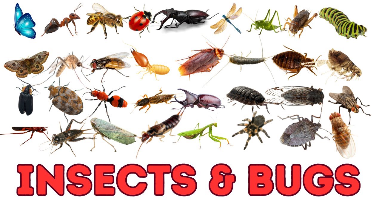 Insects: A Kid's Guide to Identifying Bugs - YouTube