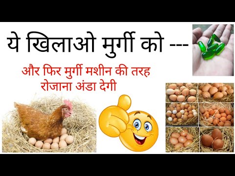 262, bv 300, bv 380 chicken, rir murgi farm, black australorp chickens ...