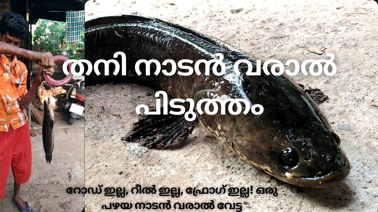 Catching a varaal(snake-head fish) using a fishing rod. - YouTube