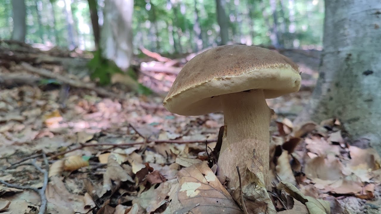 NA HUBÁCH 2023 - Časť 15. Jesenné Huby - DUBÁKY,BEDLE VYSOKÉ - Rastú ...