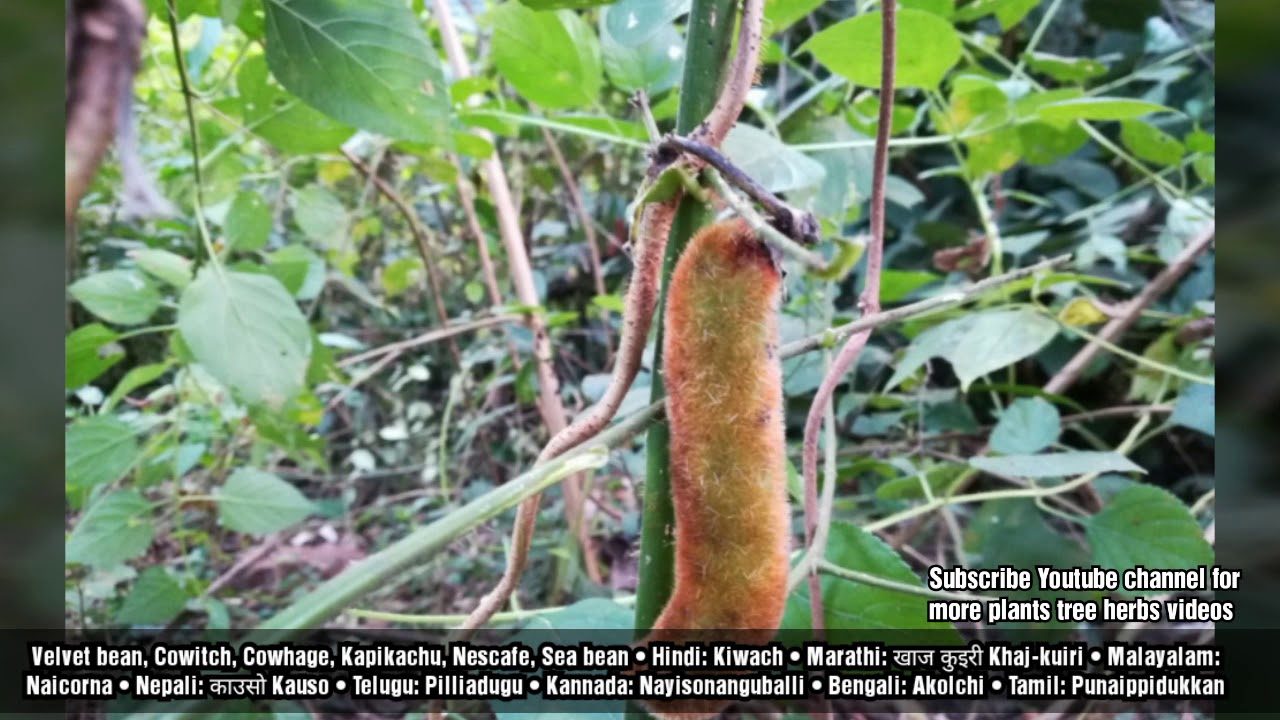 Velvet bean, Cowitch, Cowhage, Kapikachu, Nescafe, Sea bean • Hindi ...