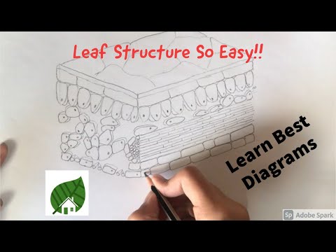 Cross Section Of A Leaf Worksheet