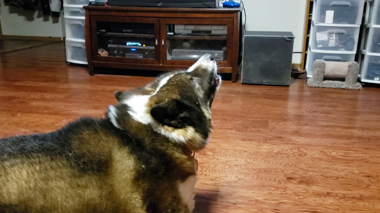 Dog hates the X Files theme - YouTube
