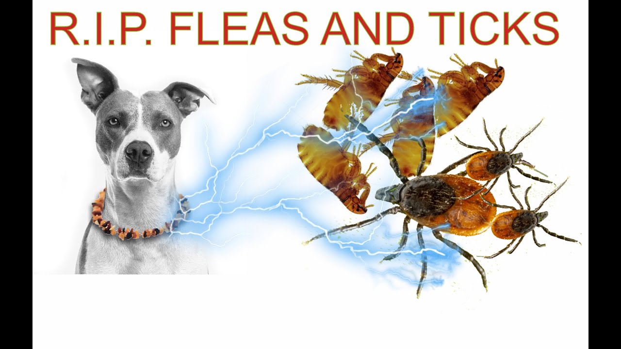 BALTIC AMBER TICK & FLEA PREVENTIVE COLLAR FOR DOGS - YouTube