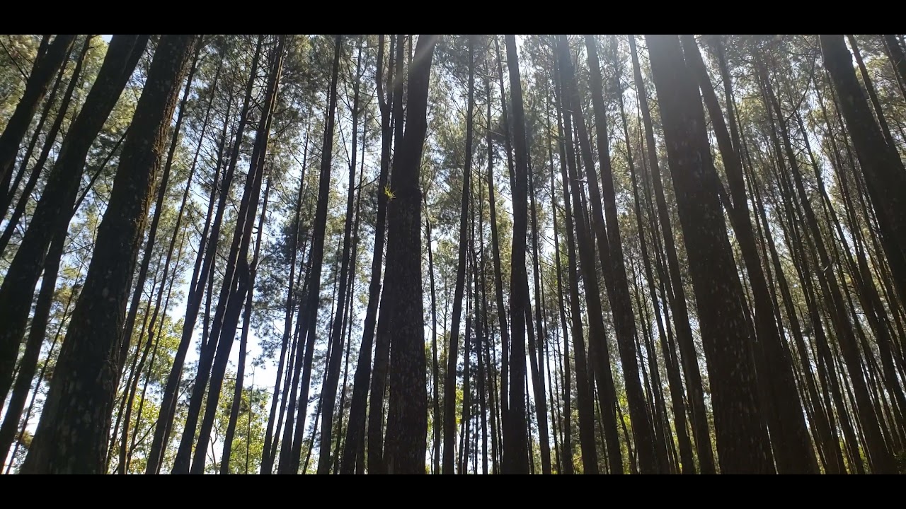 Pohon Gharqad di Israel - YouTube