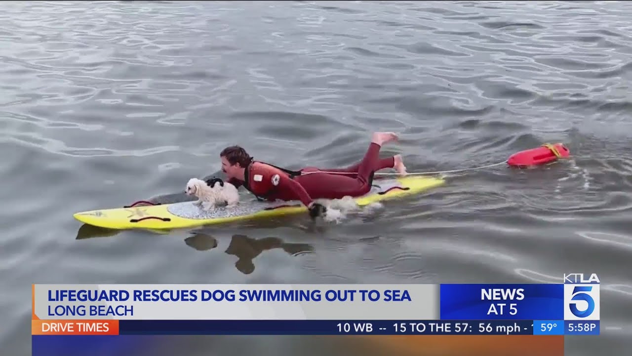 Long Beach lifeguard rescues dog swimming out to sea - YouTube