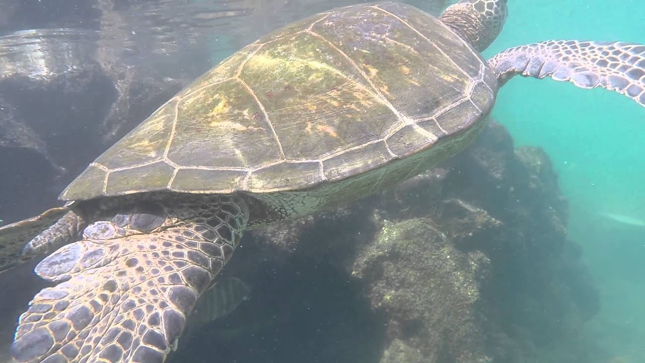 Waikoloa lagoon turtle - YouTube