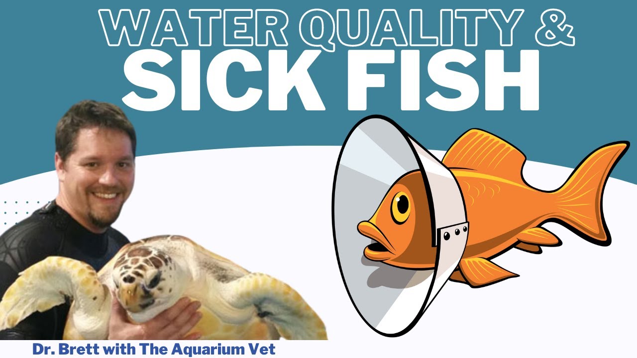 Importance of Water Quality and Preventing Sick Fish - YouTube