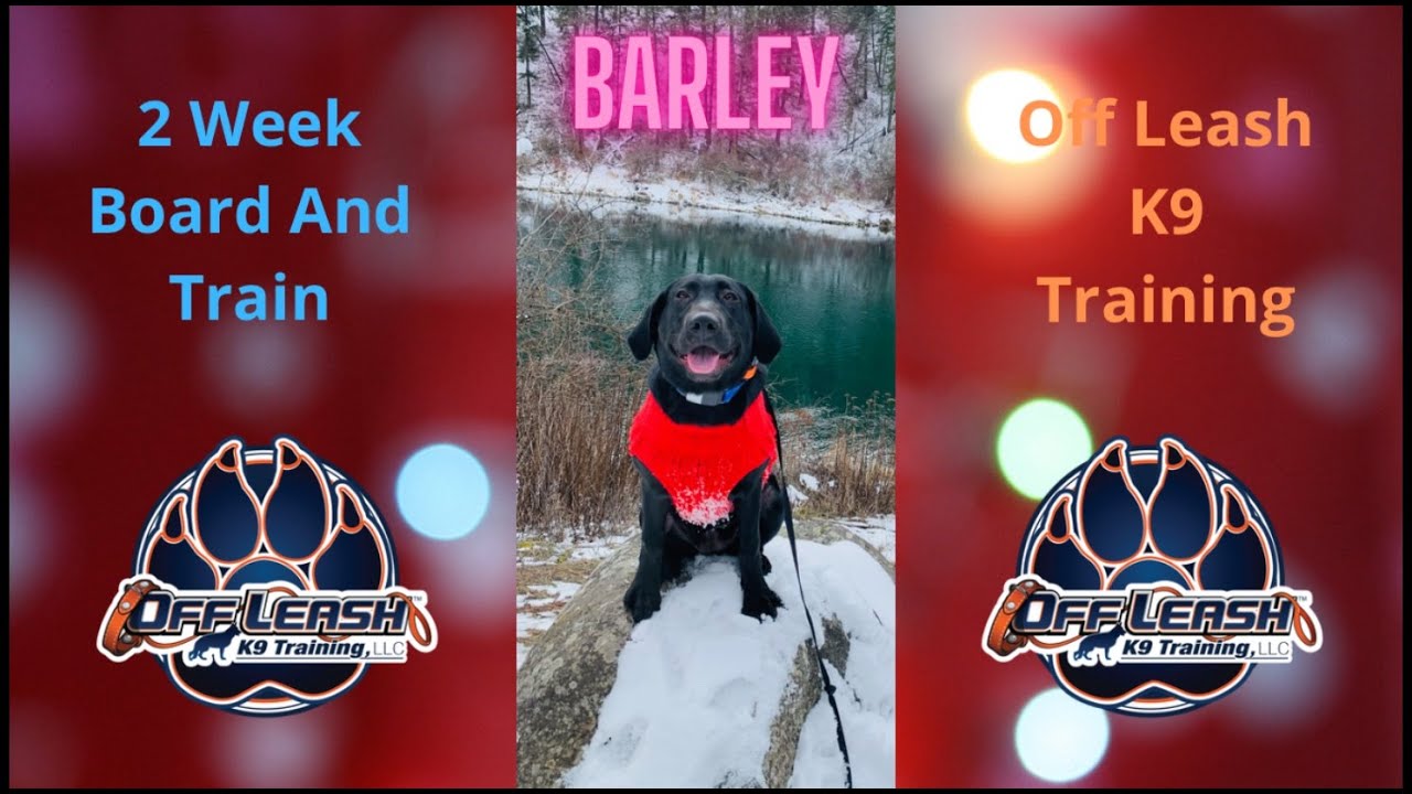 6 mo Swiss Mt. Dog Mix "BARLEY" | Best Board and Train Spokane | Off ...