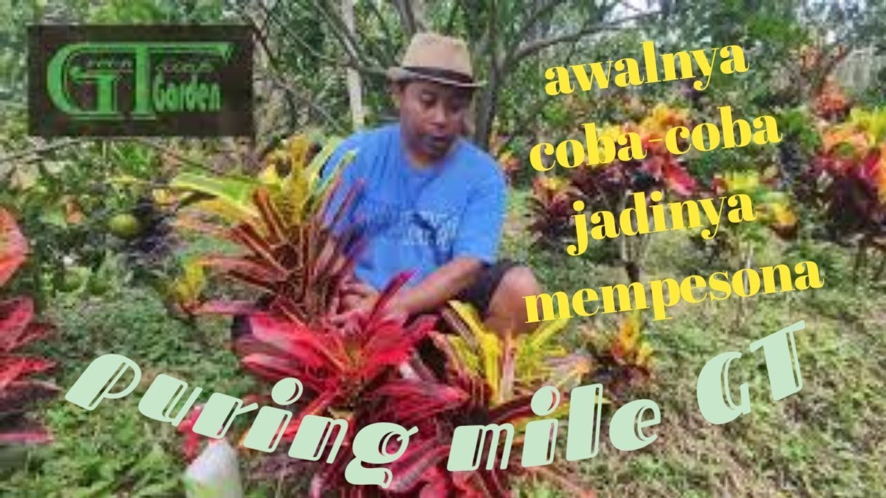 tanaman hias puring mile GT, bunga puring hybrid baru - YouTube