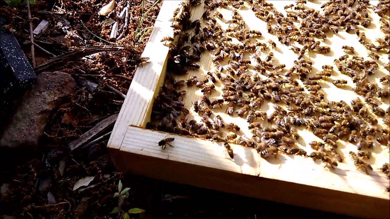 Plastic screened bottom board. 'Nicot Plastic'. I got stung! - YouTube