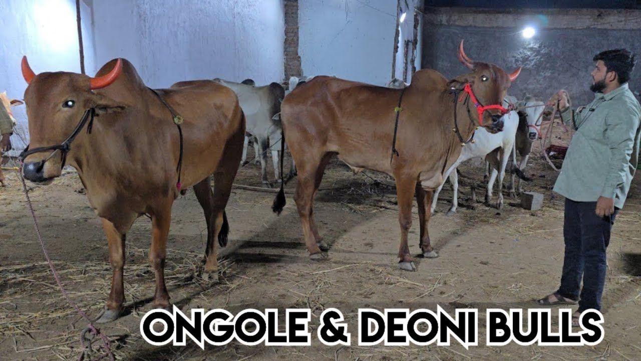 Bade janwar in moinbagh edibazar | Ongole & Deoni bull's in moinbagh ...