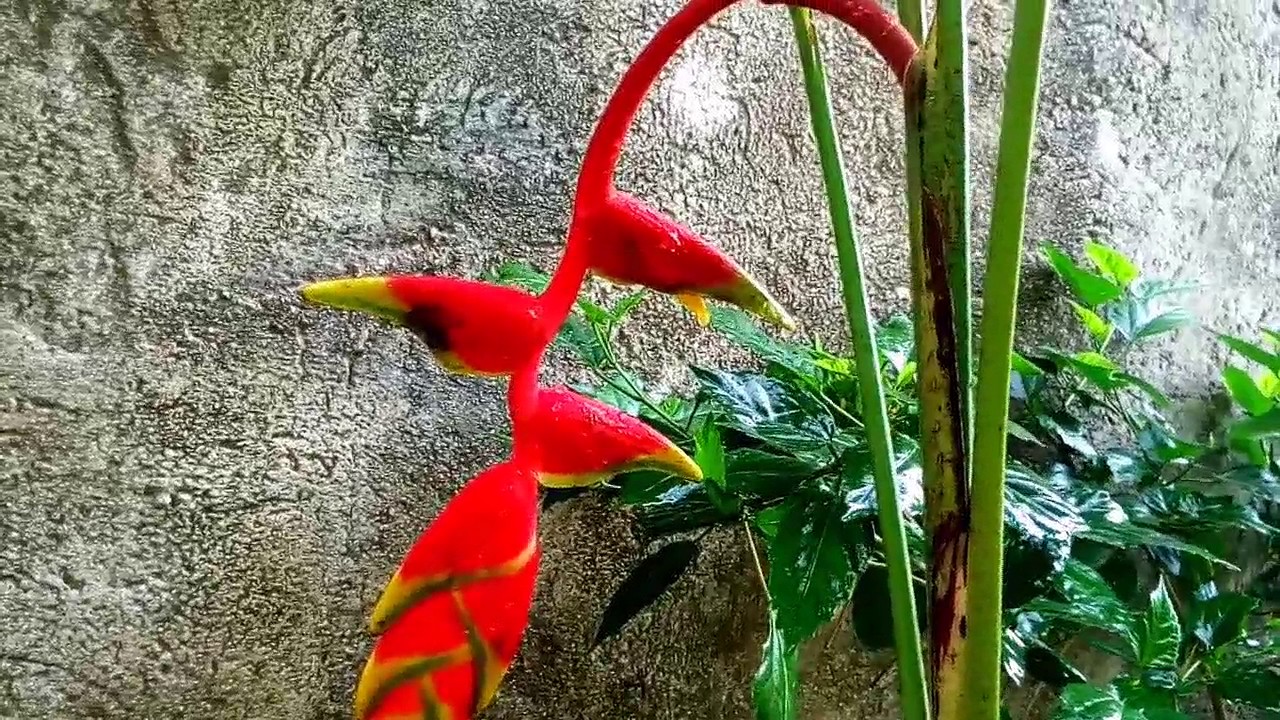 PLANTA EXOTICA HELICONIA ROSTRATA O PICO DE TUCAN - YouTube