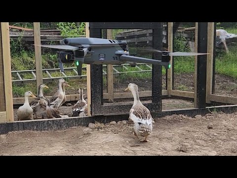 Drone Duck Attack - YouTube