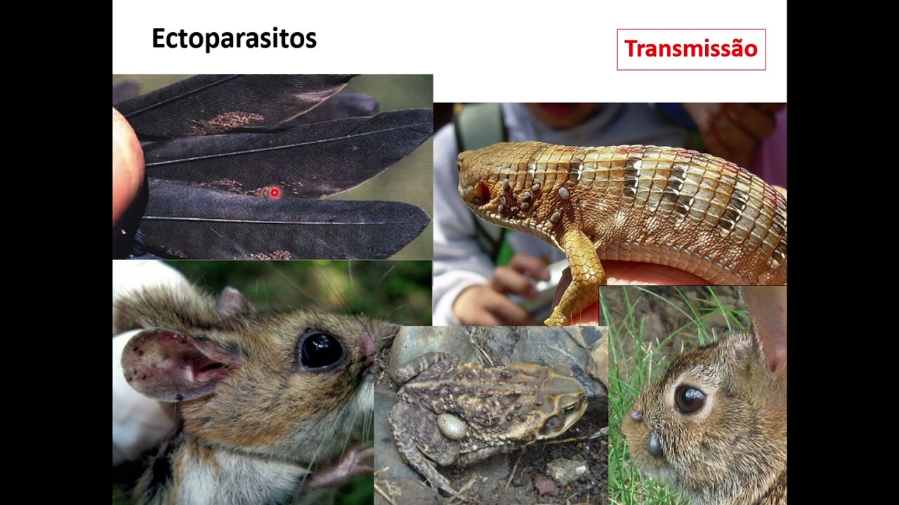 Ecologia do parasitismo - YouTube