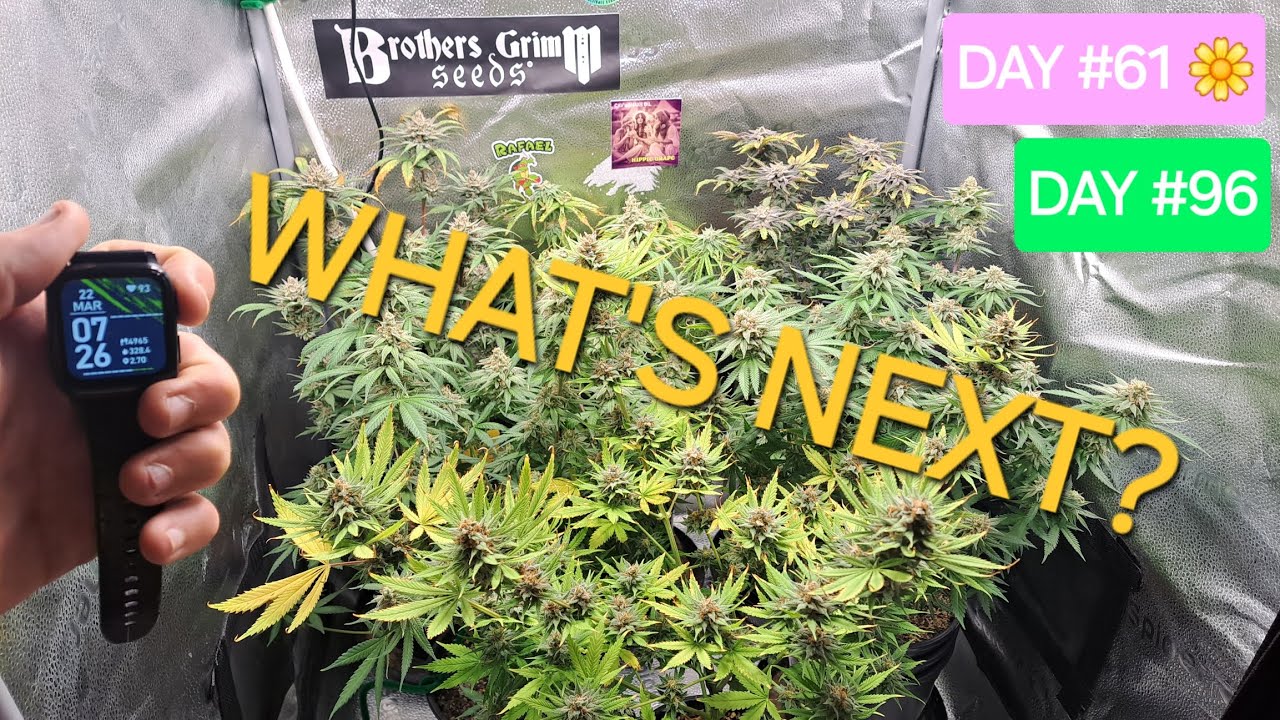 SEED TO HARVEST Flower Day #61! The 2x2 SOG under 1 Spider Farmer ...