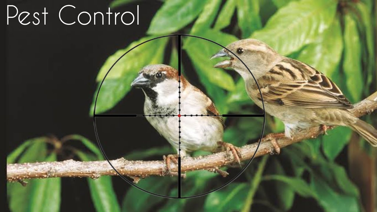 Pest control Hama Burung gereja Yang meresahkan ‼️ OM Hunter - YouTube
