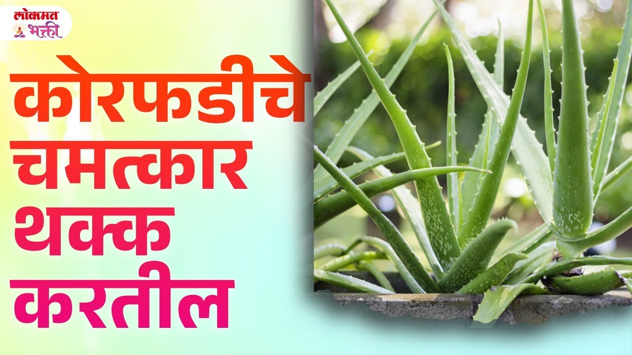 Aloe Vera Tips, Korphad Lavnyache Fayade, Upay | KA3 | #vastushastra ...