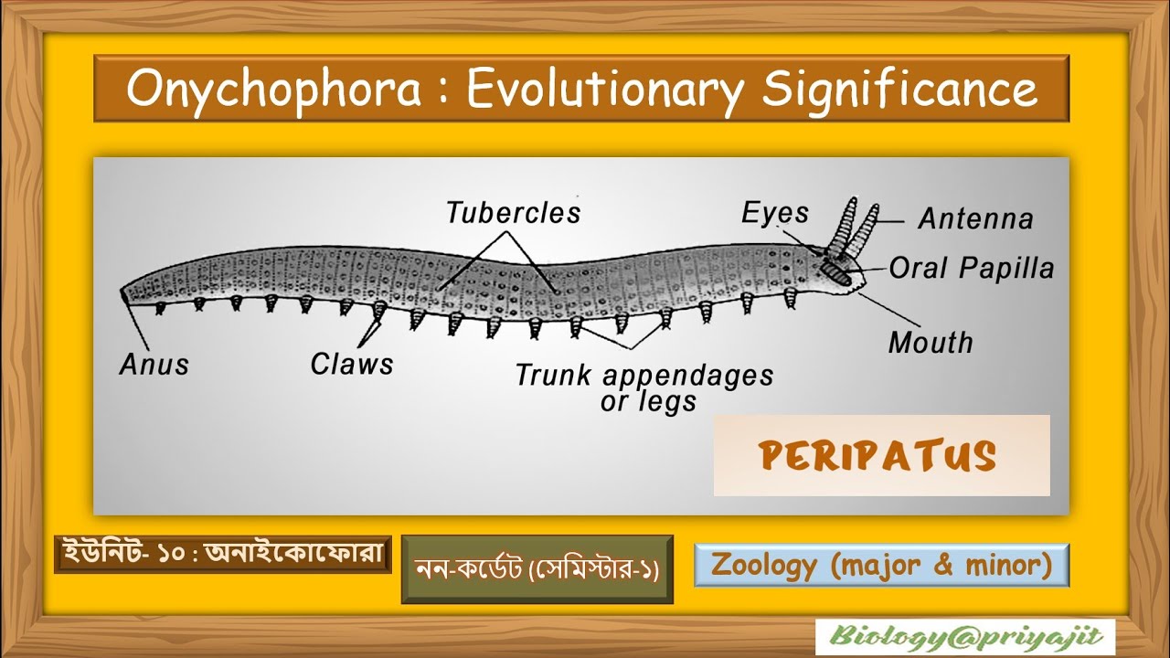 Onychophora (Velvet Worms) : Evolutionary Significance (For UG and PG ...