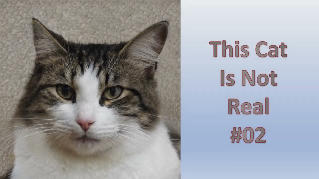 This cat is not real #02 - YouTube