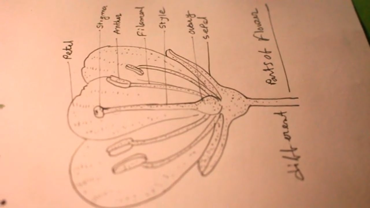 How TO Draw longitudinal section of flower/different parts of flower ...