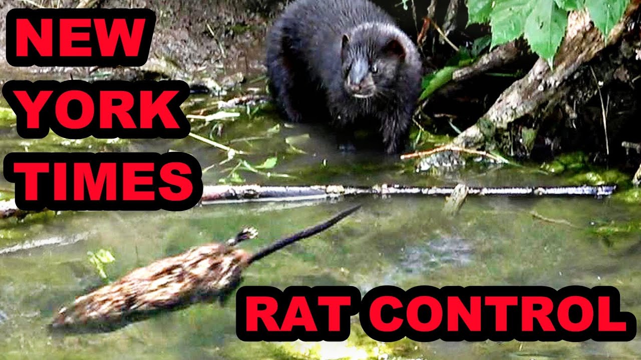 Catching Rats with the New York Times! - YouTube