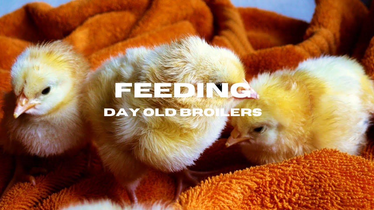 One Day Old Broilers Feeding Happily - YouTube