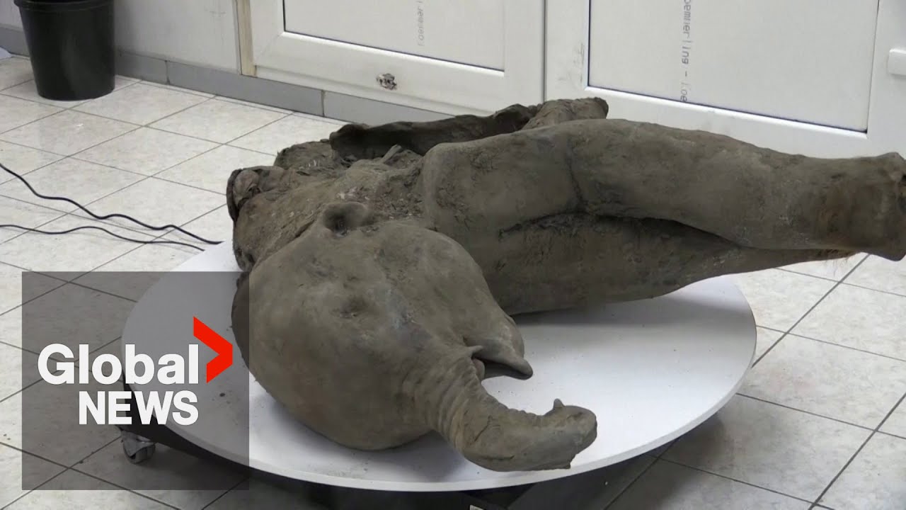 Remarkably well-preserved 50,000-year-old mammoth carcass discovered in ...