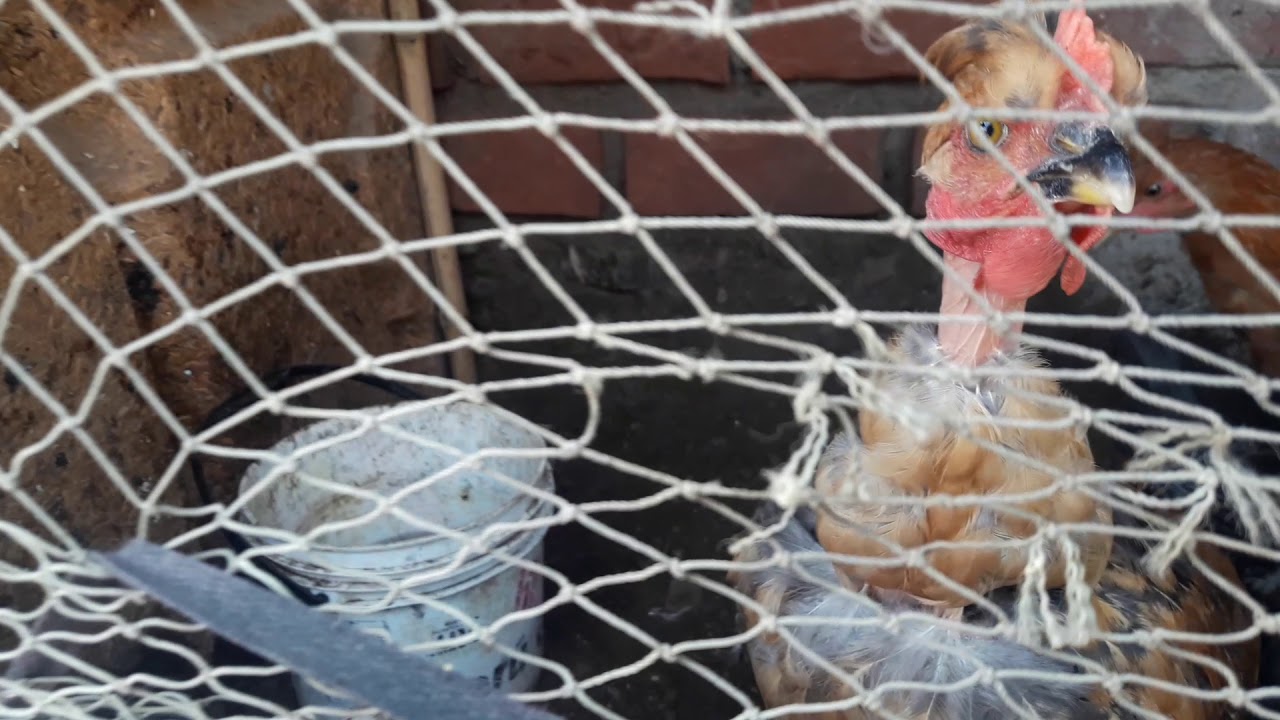 mis gallinas criollas y gallos criollo - YouTube