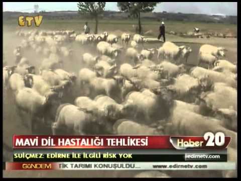 MAVİ DİL HASTALIGI TEHLİKESİ