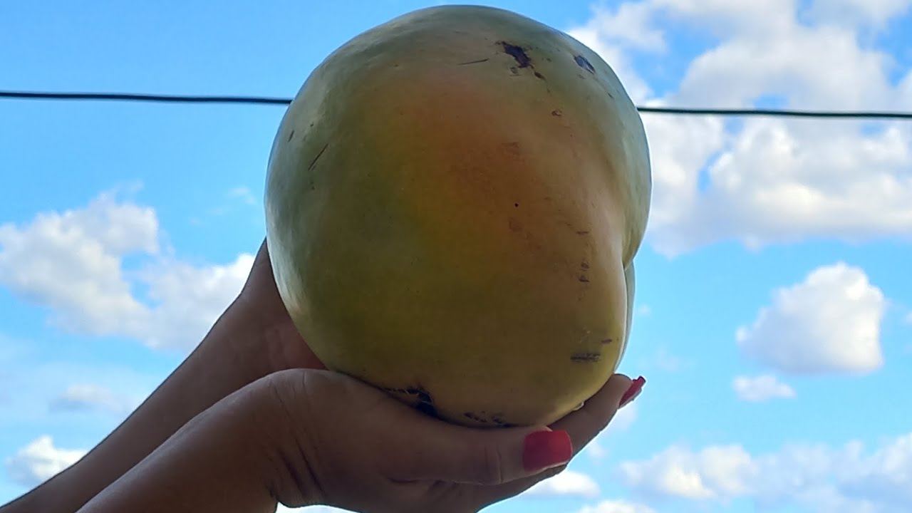 Quase batemos o Record da maior manga 🥭 do Brasil! - YouTube
