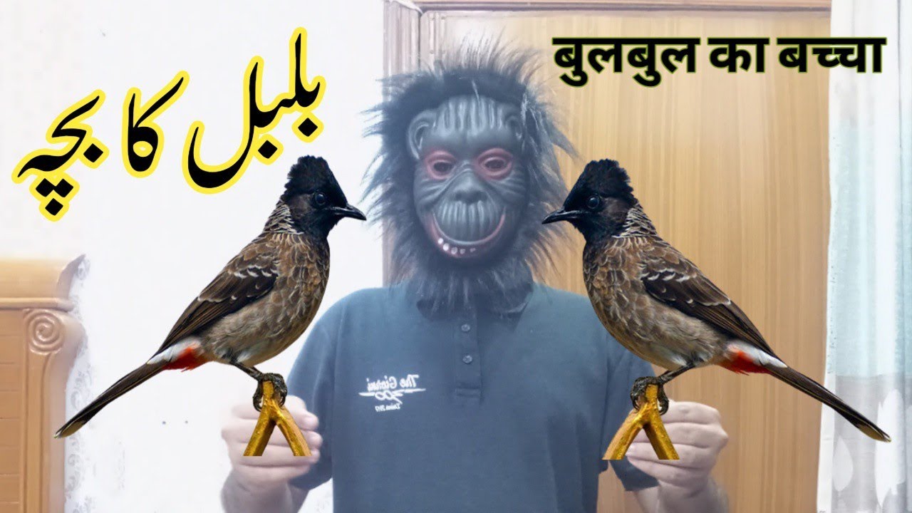 Bulbul Ka Bacha Poem | Urdu Rhymes For Kids | Poems For Kids In Urdu ...