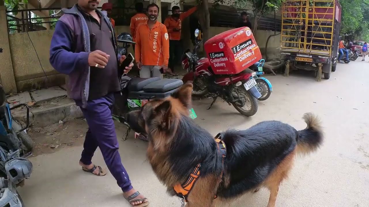 What Will Max The Gentle Giant Do This Time With Swiggy Folks | German ...