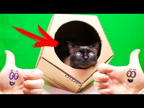 😺 Card Kartondan kedi için ev yapmak nasıl