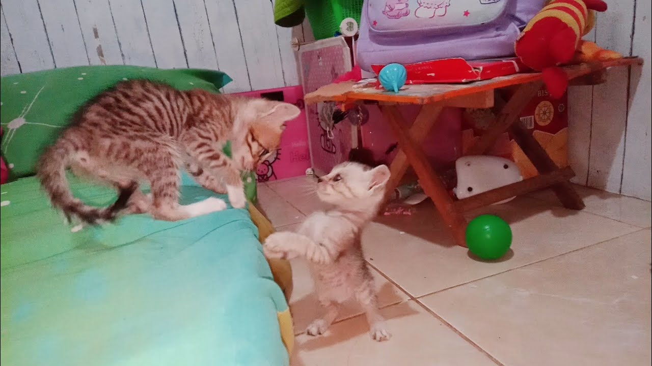 Funny little kittens are adorable,they always like to play - YouTube