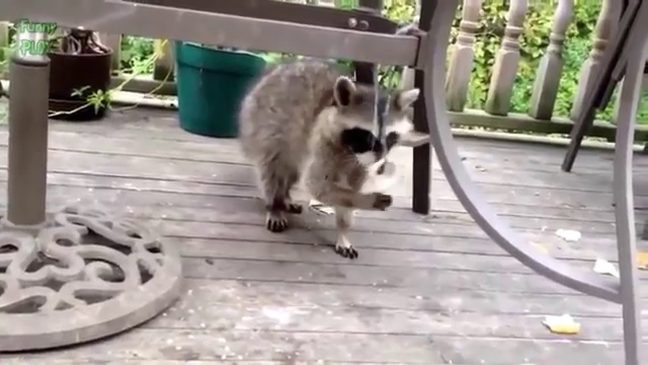 Енот, как средство от стресса. Raccoon as a remedy for stress - YouTube