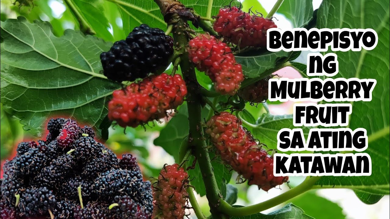 Mga benepisyo ng Mulberry fruit sa ating katawan|GigiVlog - YouTube