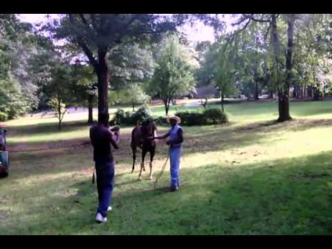 Woody riding a bucking horse - YouTube