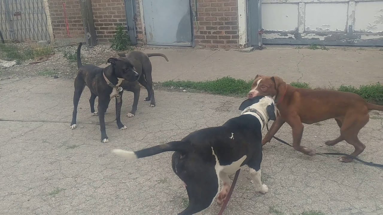 tori, krull, marlin, rook, duke, - YouTube